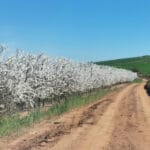 Unlimited Nuts | Almond Nuts | Kernel | South Africa