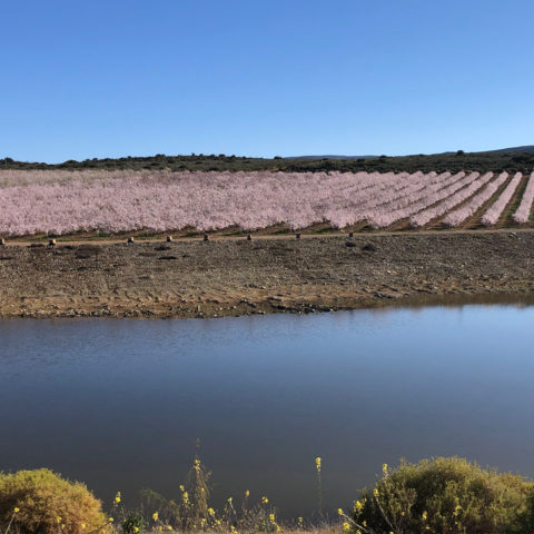 Growers - Unlimited Nuts | Almond Nuts | Kernel | South Africa